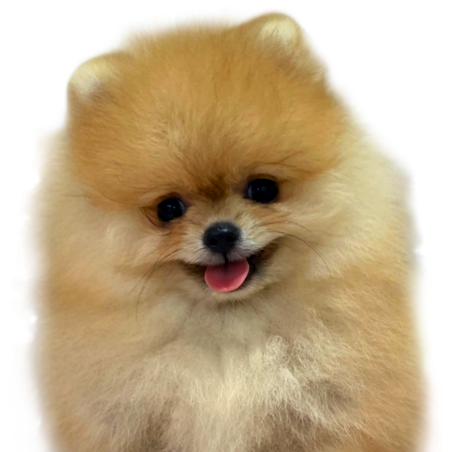 Sobre a Raça - Canil Aledogs